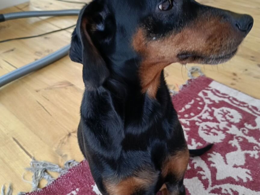 Немецкий пинчер