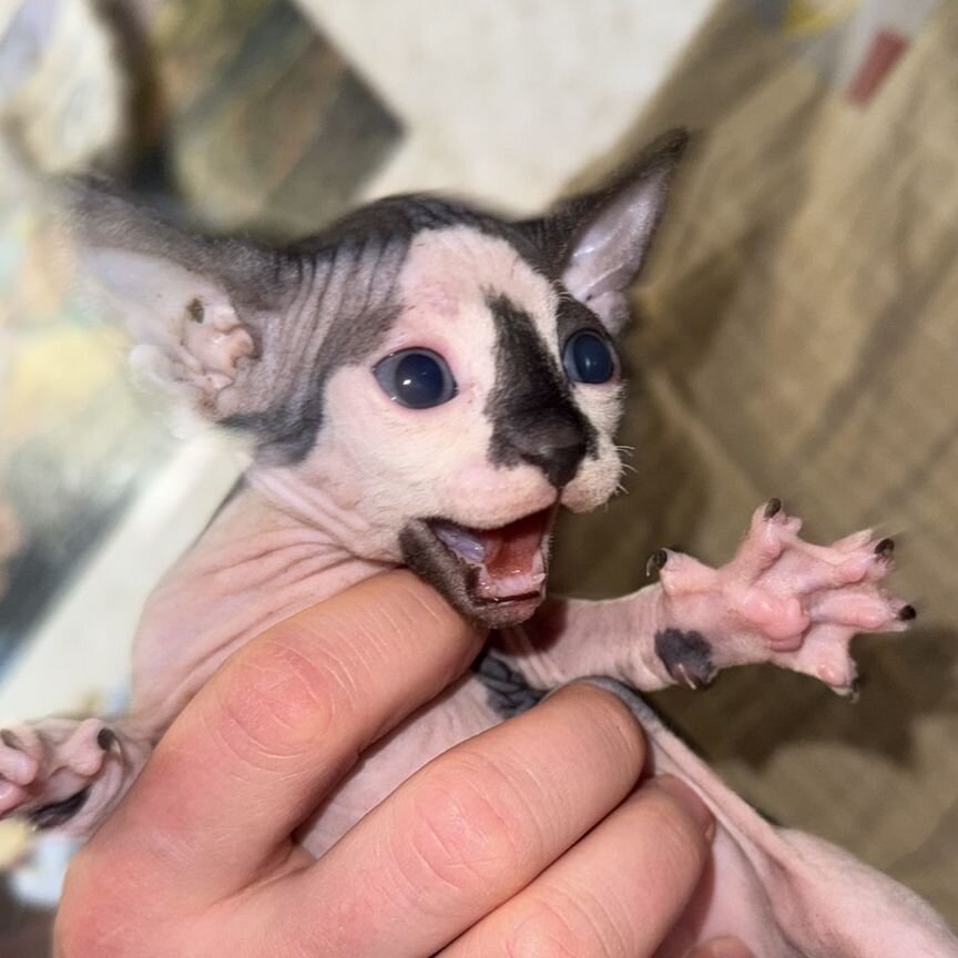 Донской сфинкс котёнок