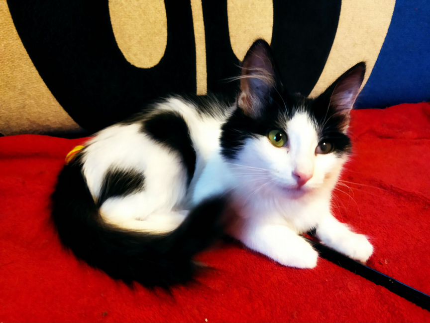 Кошка Мышка 6 месяцев (белый, чёрный)