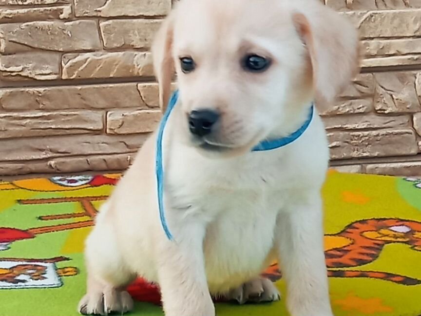 Лабрадор. Мальчики