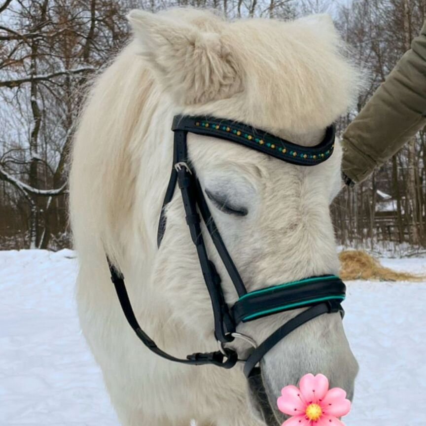 Уздечка для пони шетти