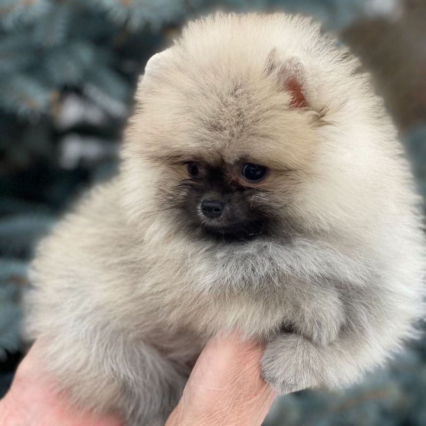 Померанский шпиц мини