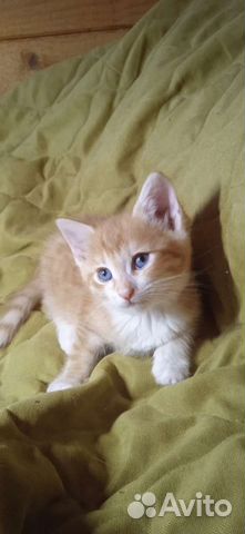 Много рыжих котят в дар 1,5 мес