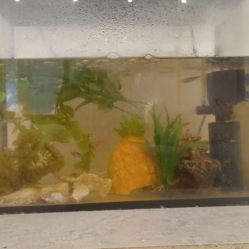 Аквариум и рыбы