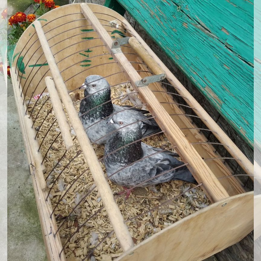 Мраморные голуби