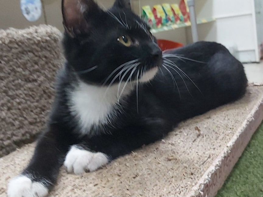 Славный котенок