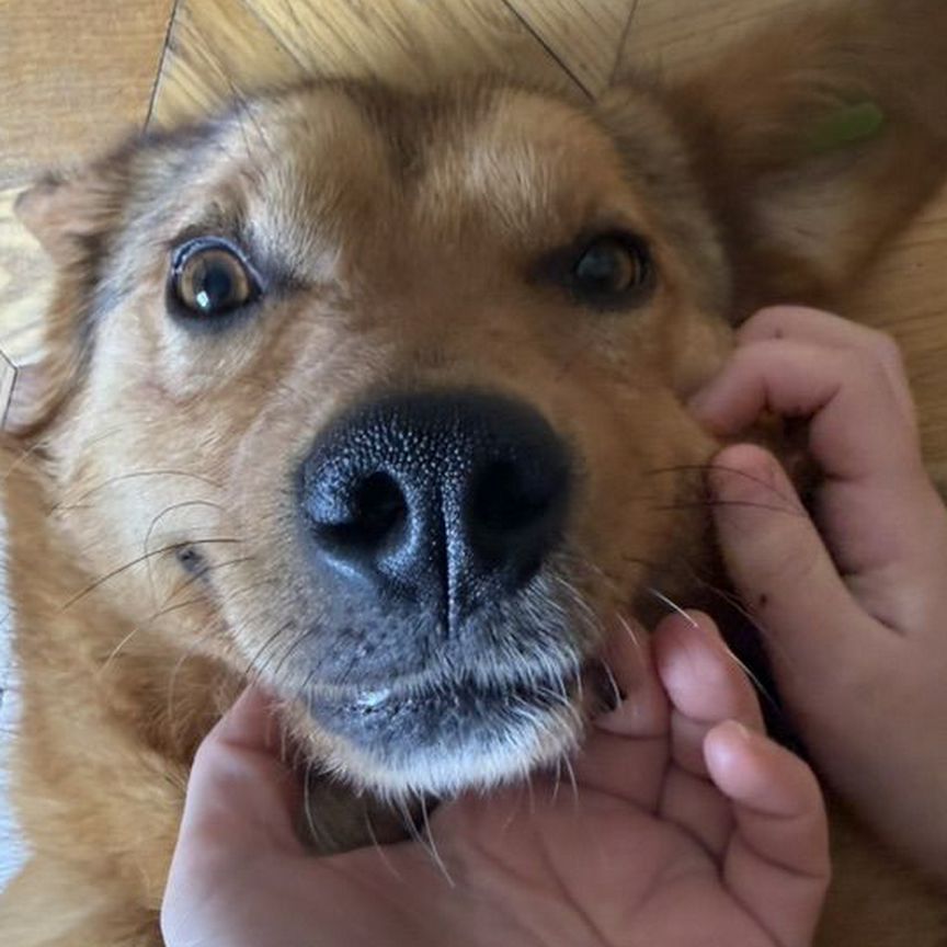 Взрослый пёс в добрые руки