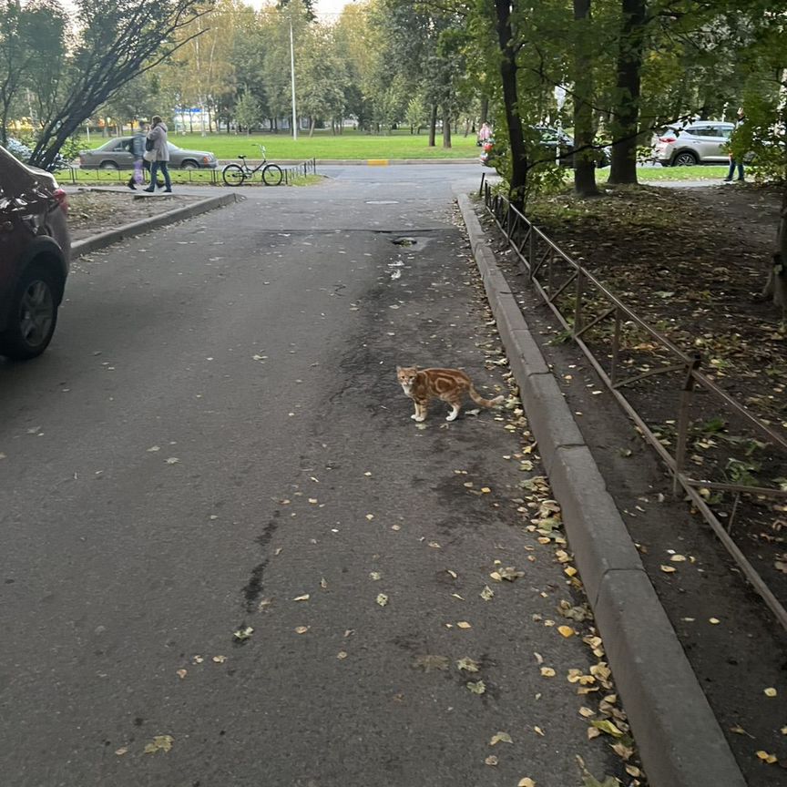 Котик