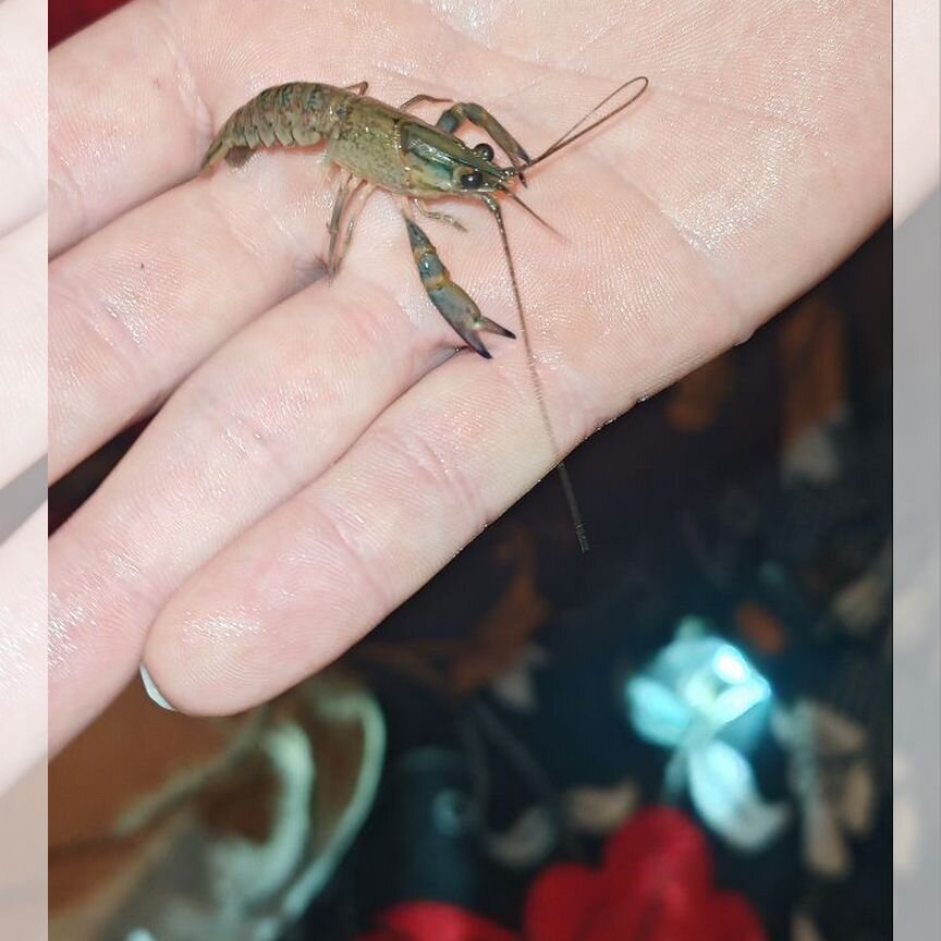 Австралийский красноклешневый раки