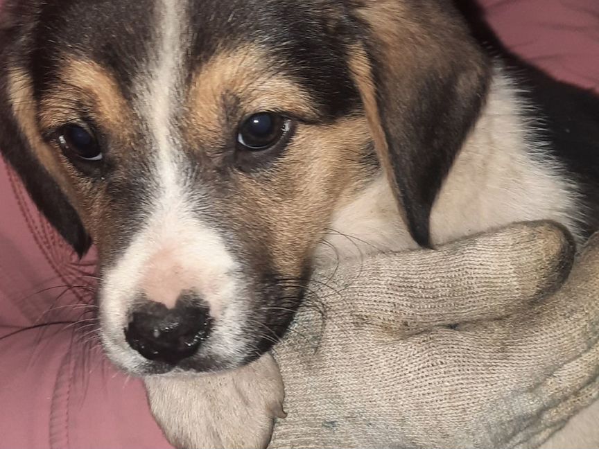 Девочка 2,5 мес. в добрые руки