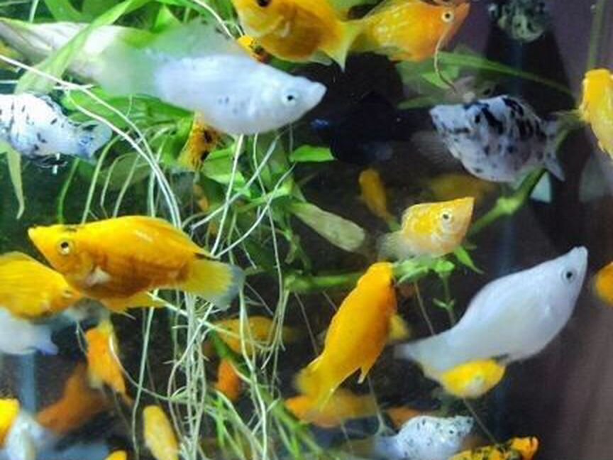 Аквариумные рыбки молли баллон