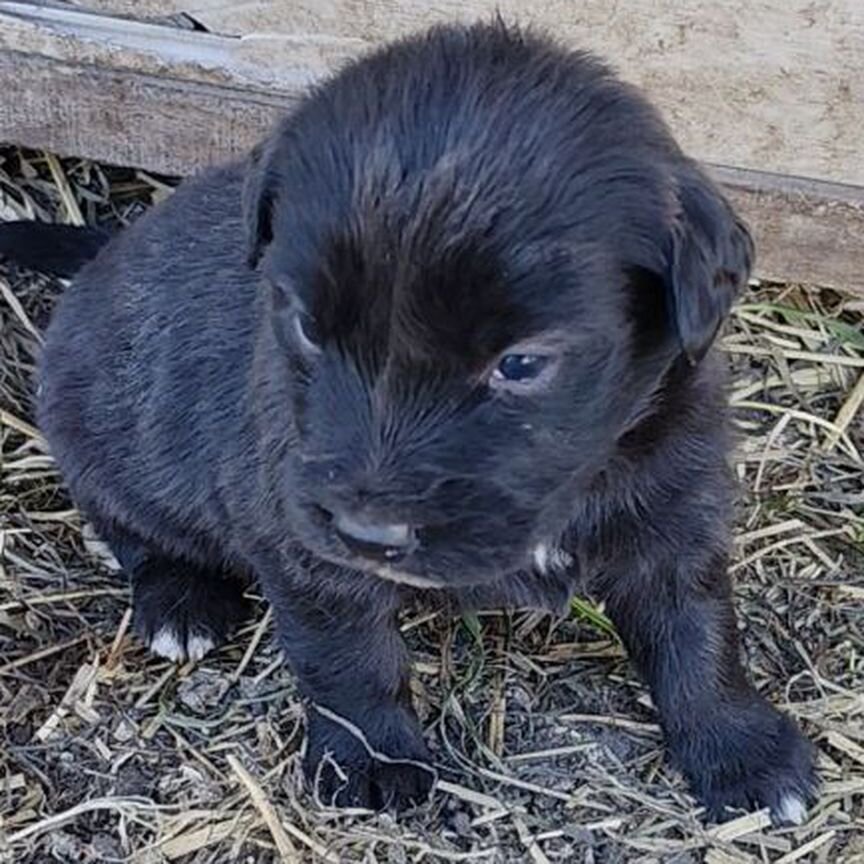 Домашние животные щенки