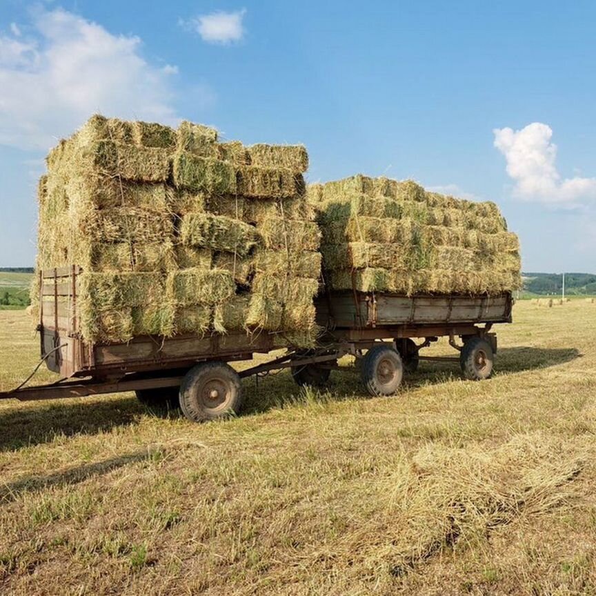 Купить сено