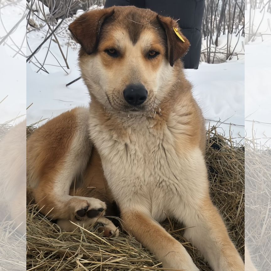 Взрослый пёс в добрые руки