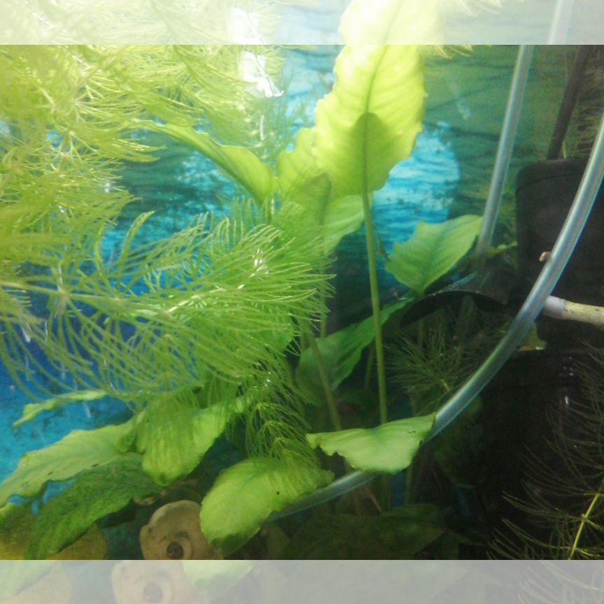 Аквариумное растение