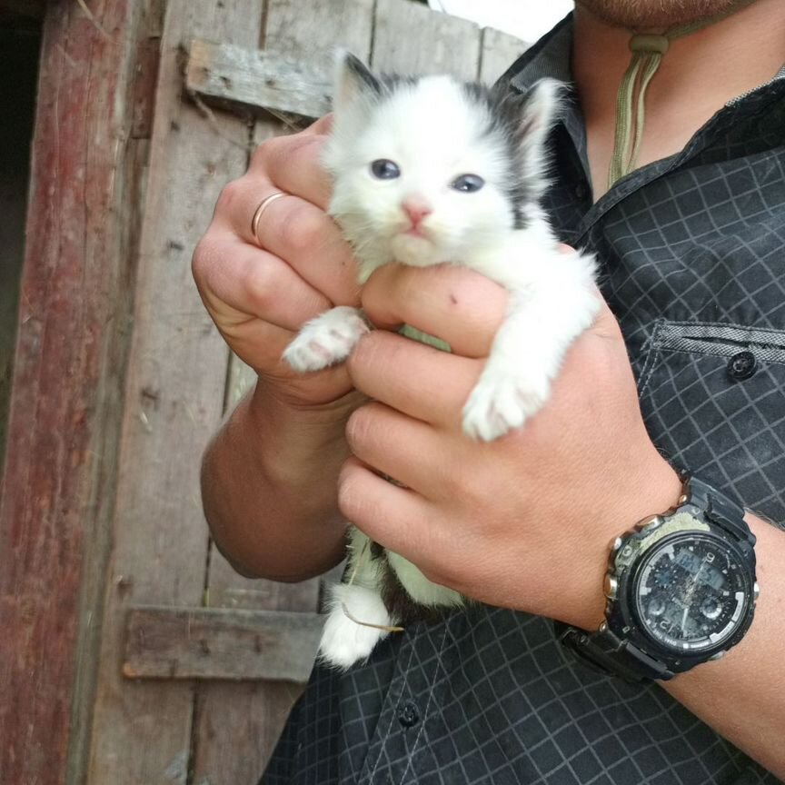 Котята