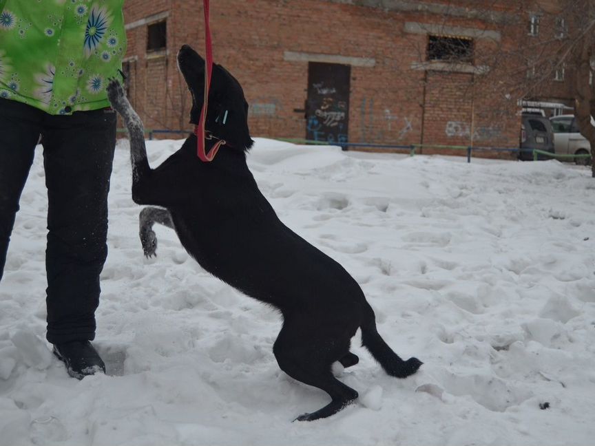 Отдам молодую стерильную собачку