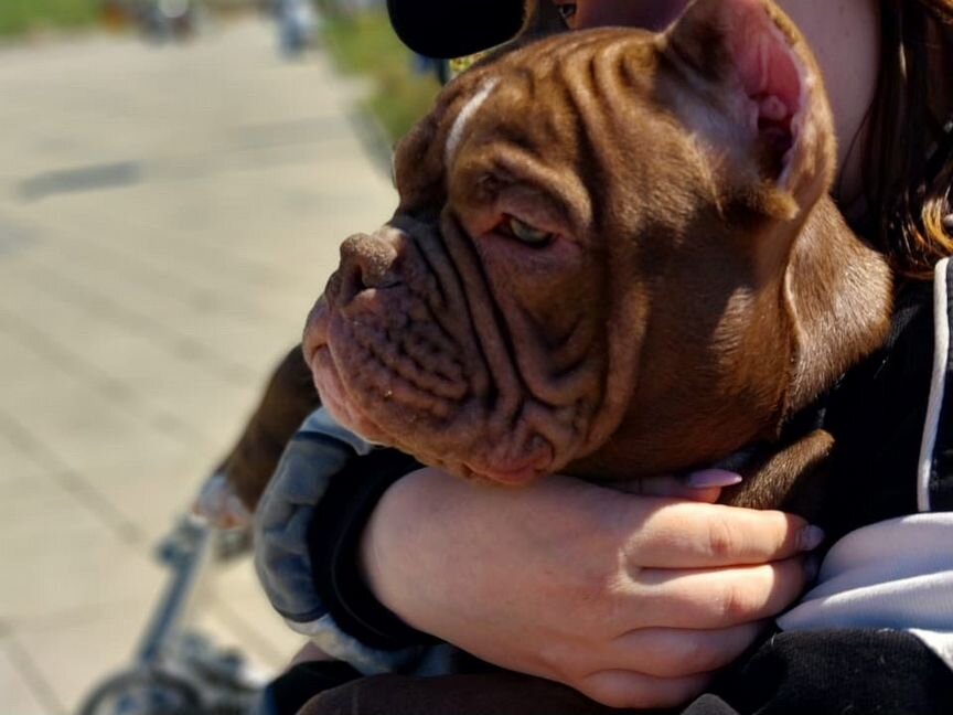 Американский булли покет