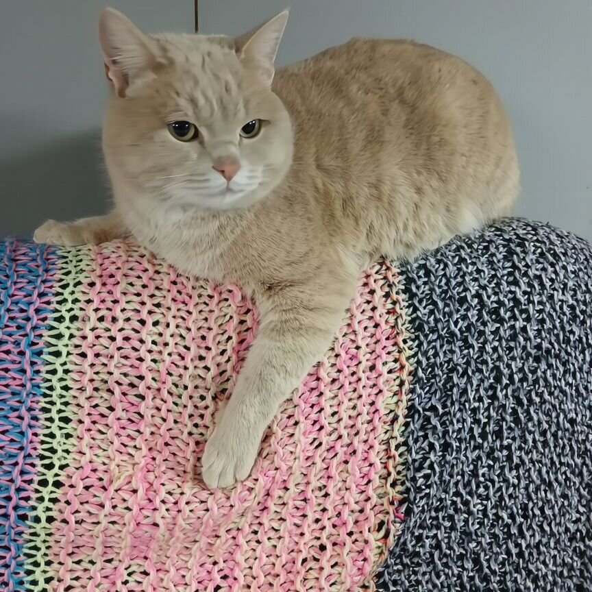 Сибирский, взрослый кот