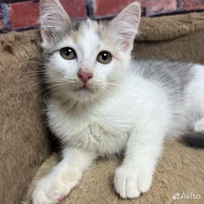 Котенок девочка Полли 2,5 мес
