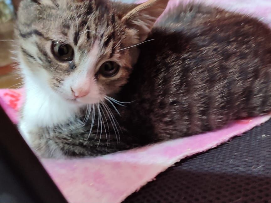 Котёнок с завидным приданным