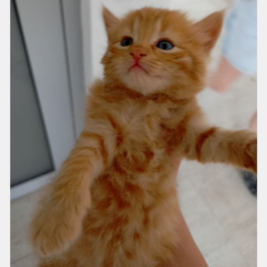 Котята в добрые руки бесплатно