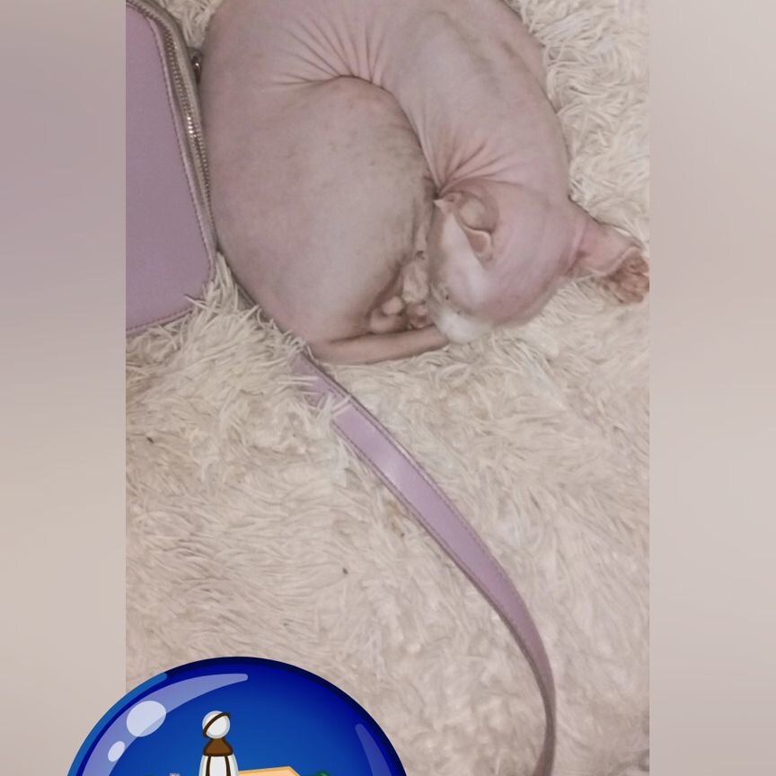 Кота эльф