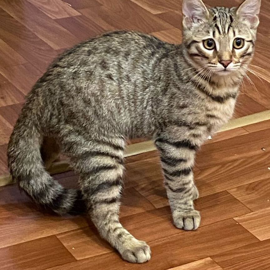 Европейский короткошёрстный котёнок