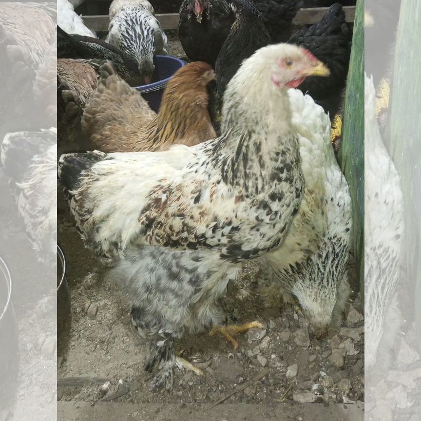 Молодые петухи Брама 6 месяцев