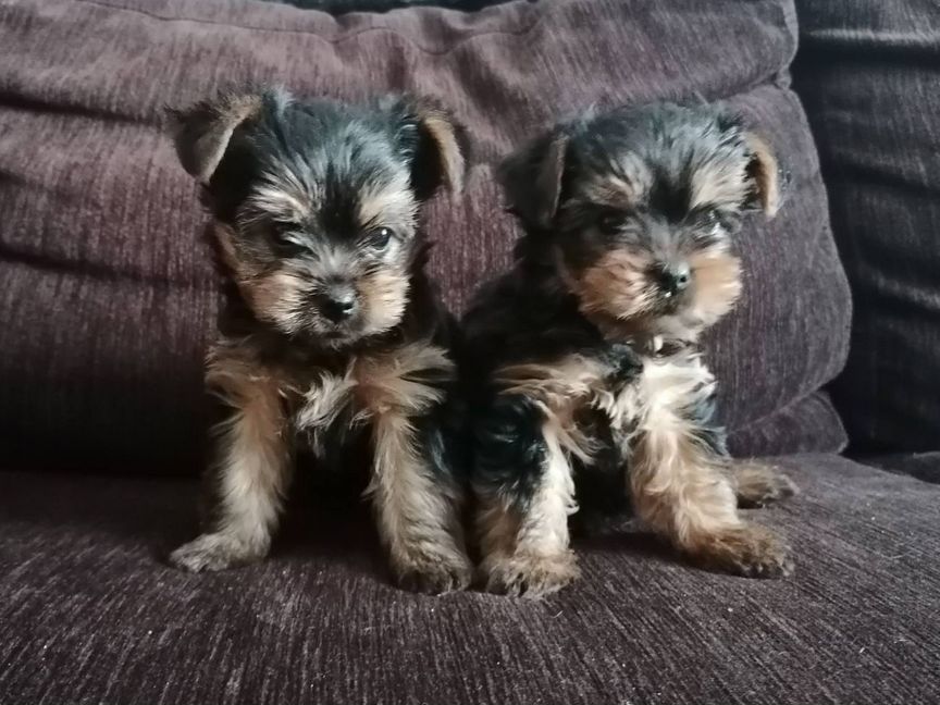 Йоркширский терьер