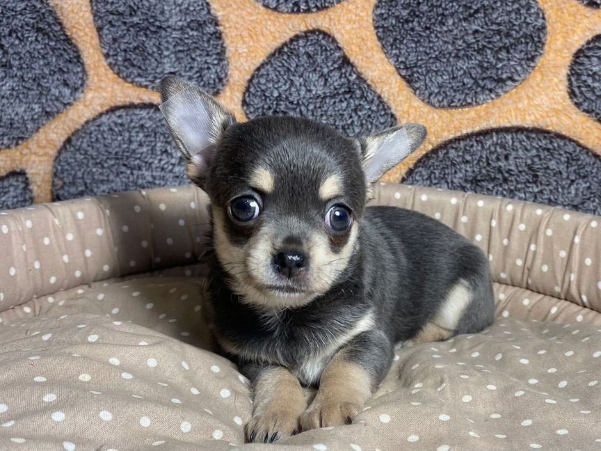 Чихуахуа мини девочка