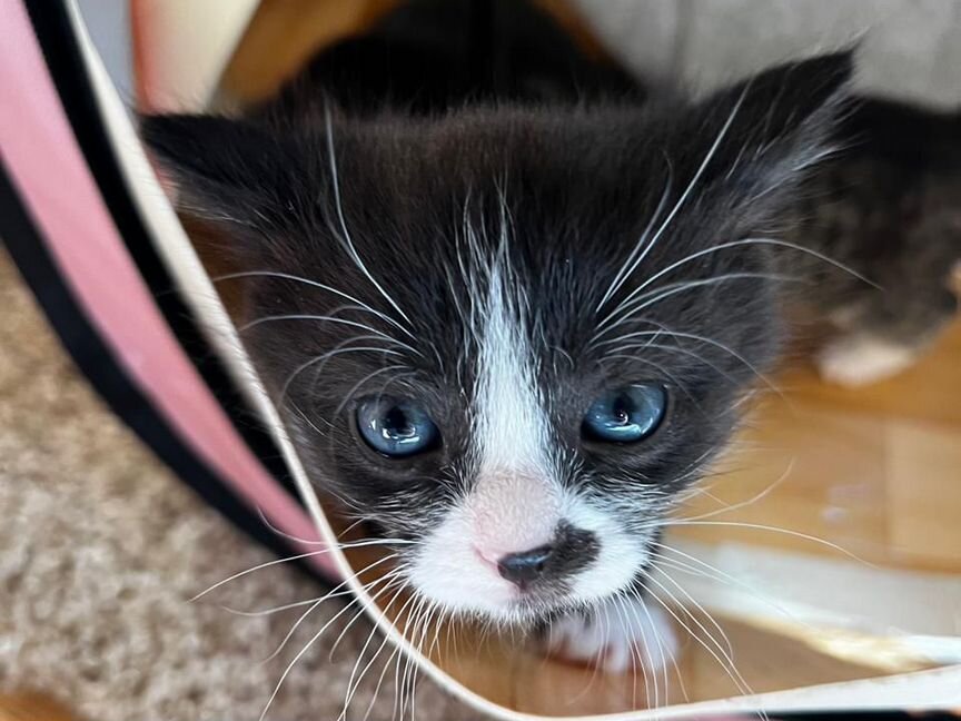Кошка