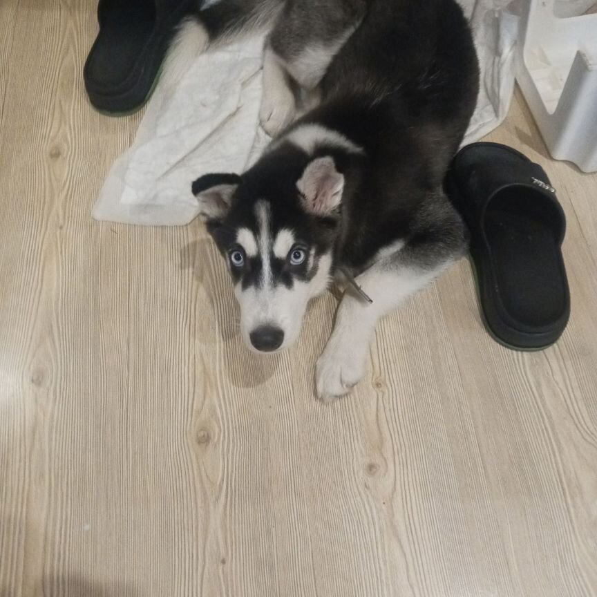 Сибирский хаски, щенок