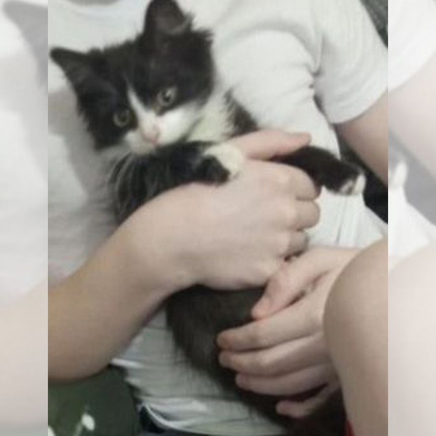 Котёнок в добрые руки