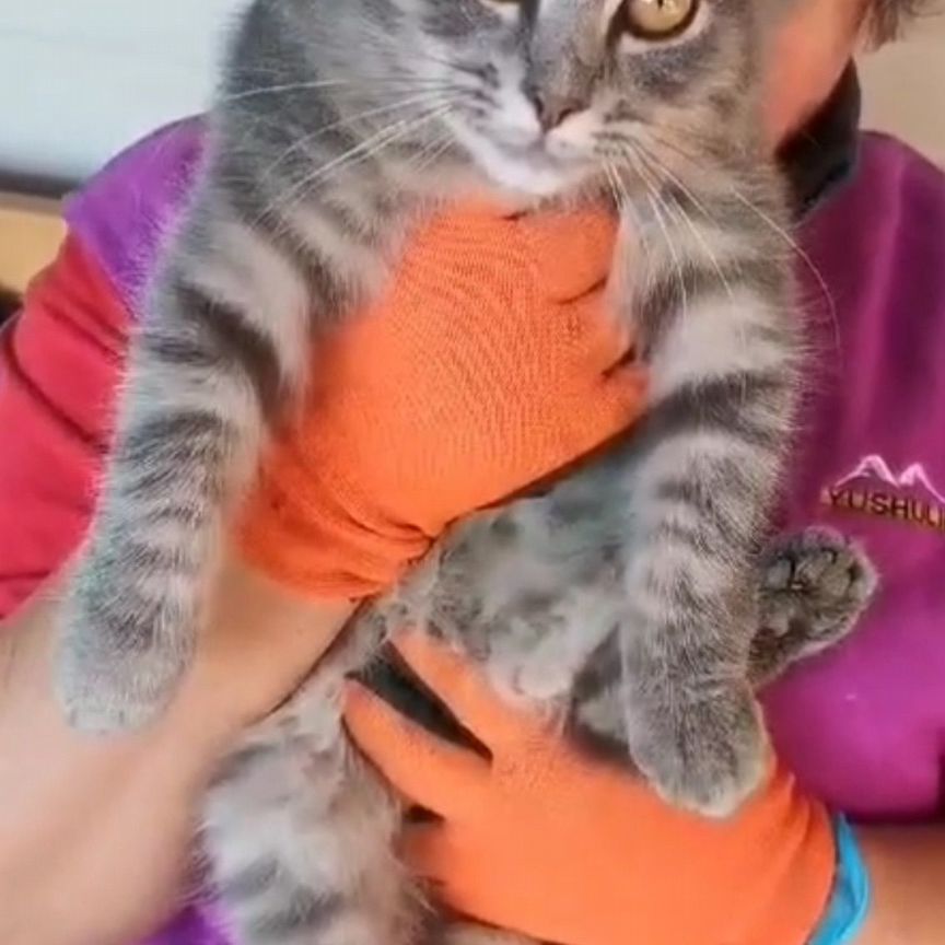 Бедный котенок дачник обречен на гибель