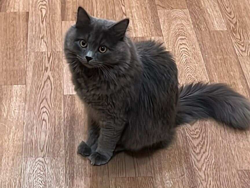 Кот русская голубая (нибелунг)