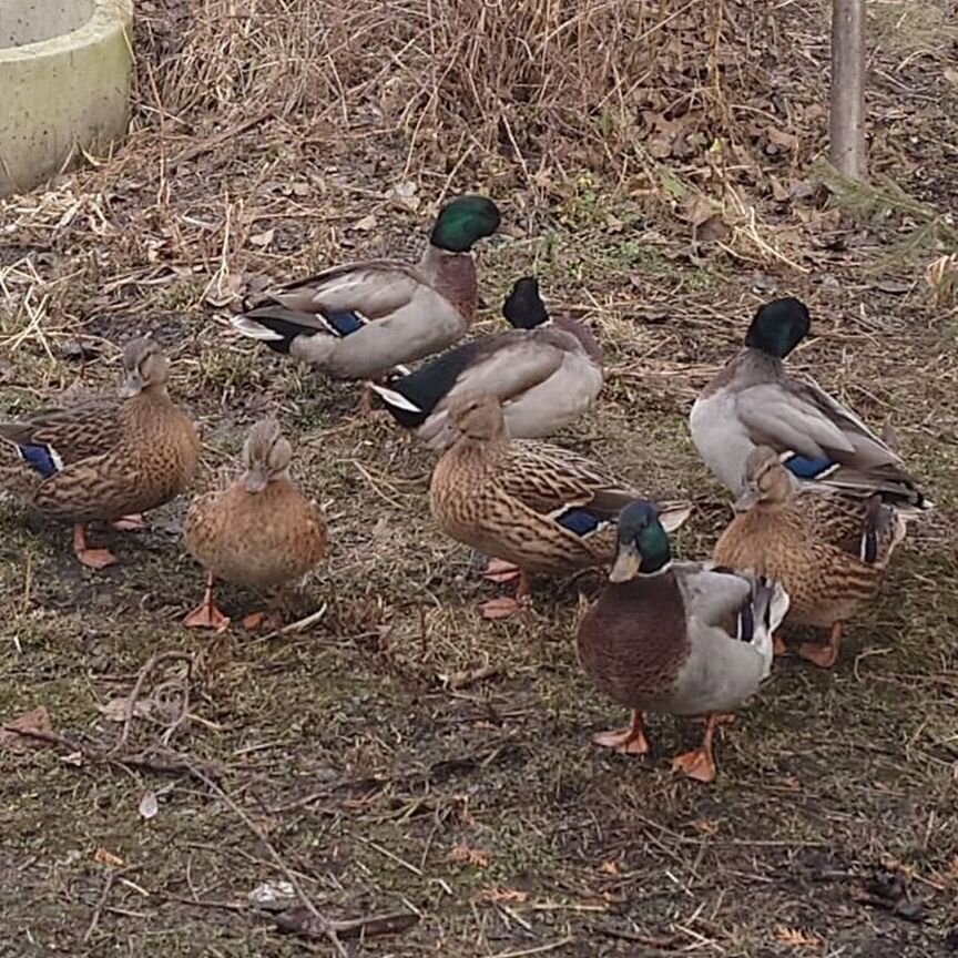 Продам диких уток
