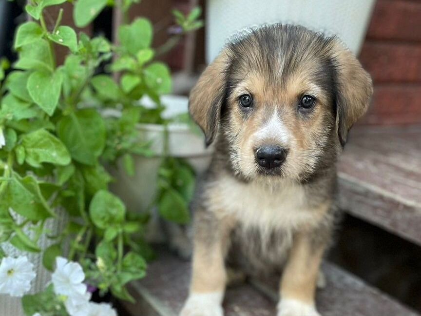 Щенок в добрые руки