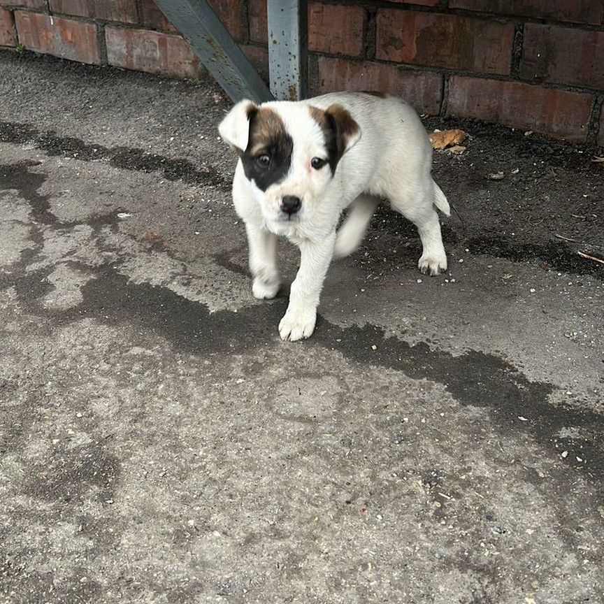 Маленький трехцветный щенок