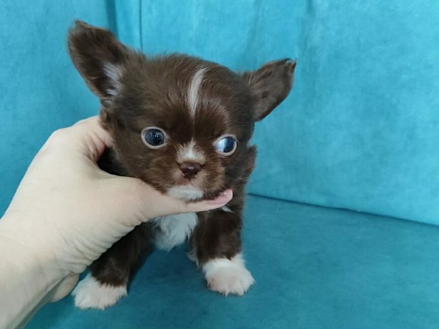 Мальчишки есть выбор