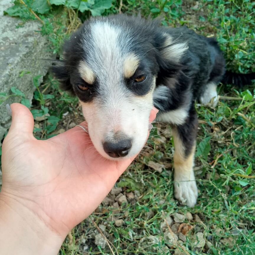 Щенок в добрые руки, Крис