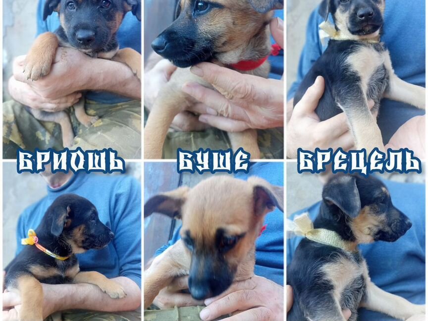 Собаки