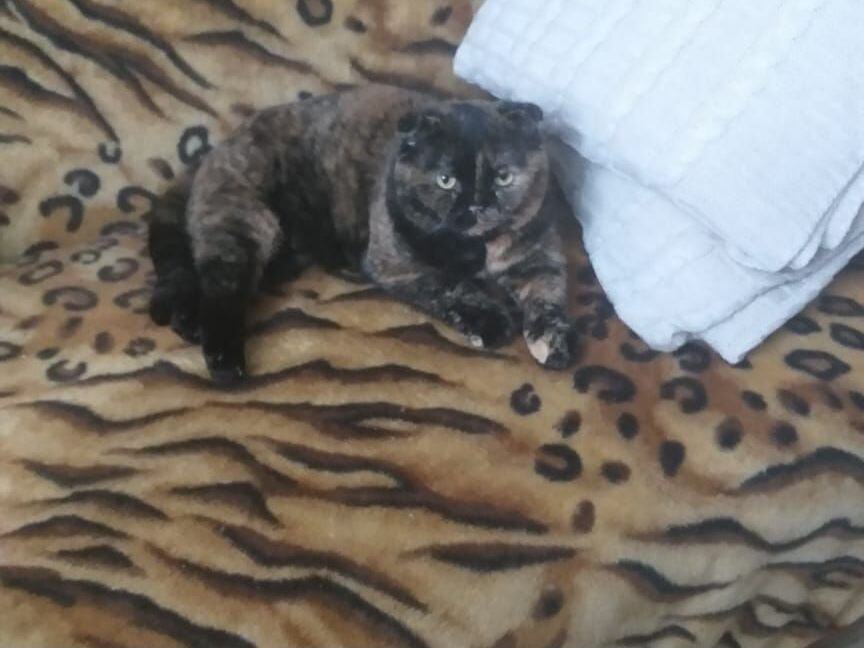 Кошка