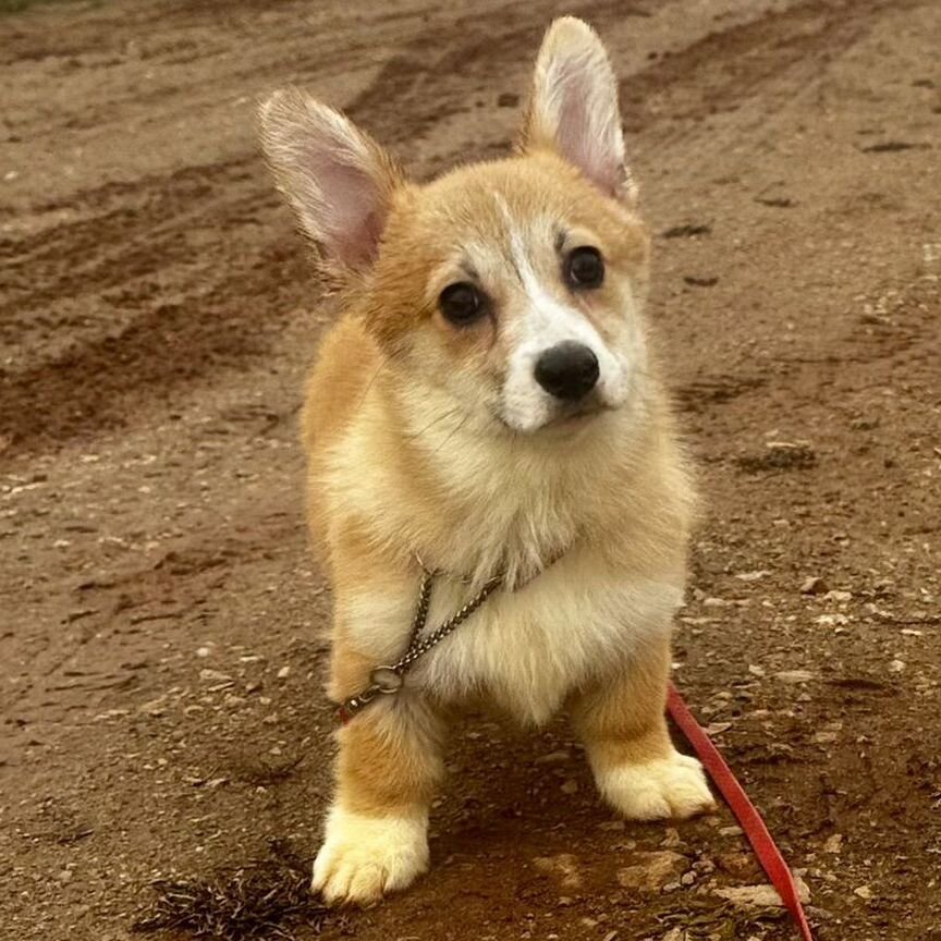 Вельш Корги Пемброк, щенок