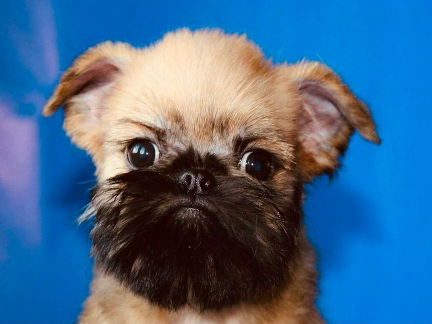 Щенки бельгийский грифон