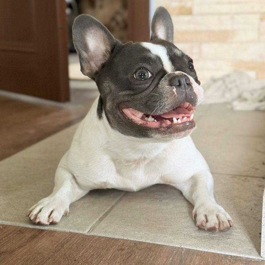 Французский бульдог девочка в добрые руки