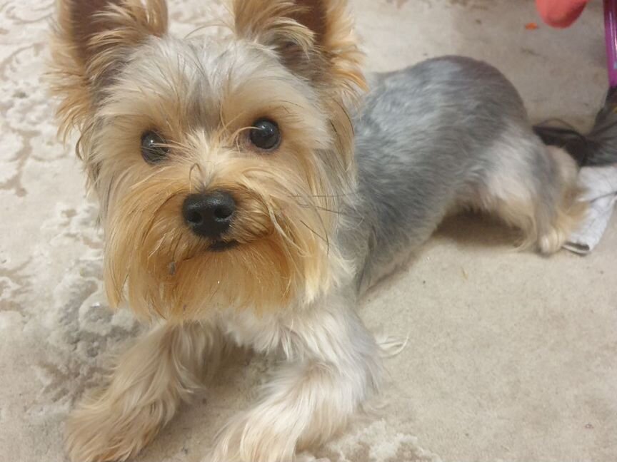 Йоркширский терьер