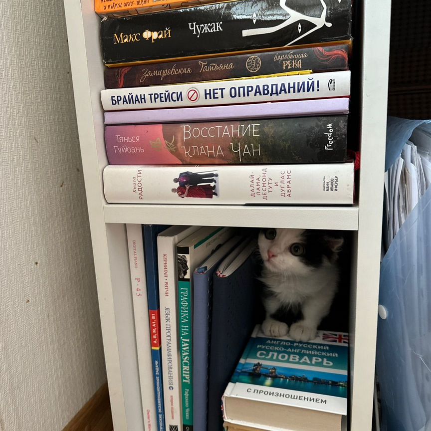 Котята в добрые руки 2 месяца