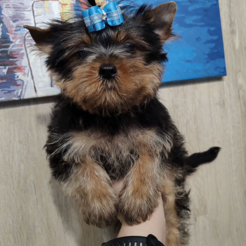 Йоркширский терьер, щенок