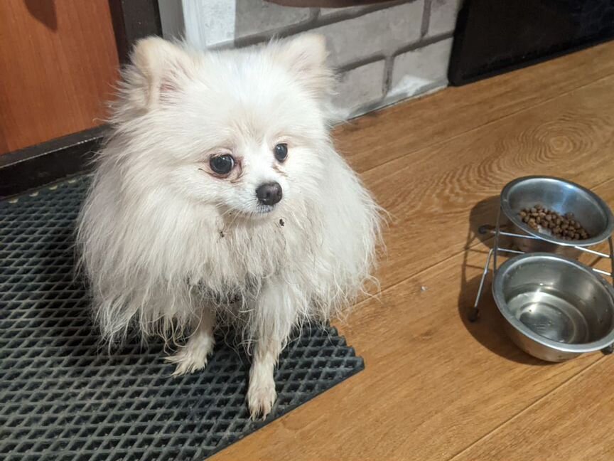 Найдена собака, шпиц, 9 микрорайон